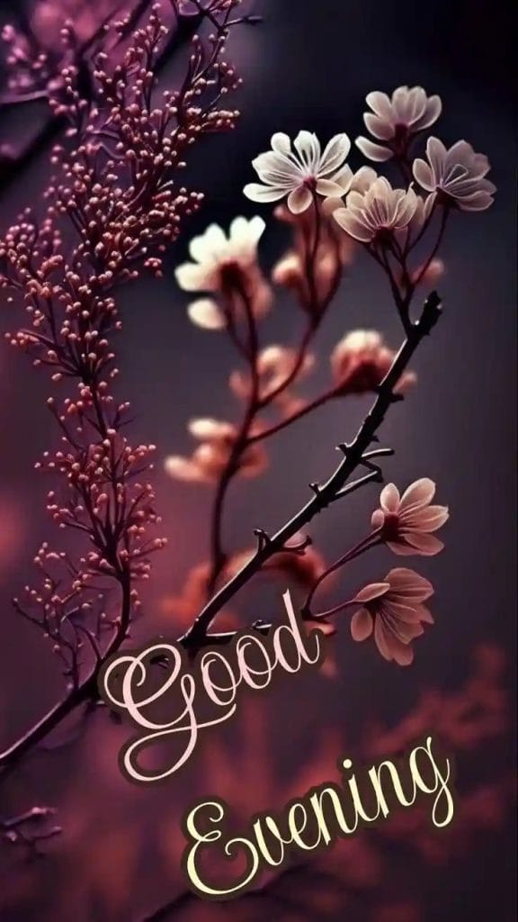 Good Evening Images, Pics, Photos, Pictures & Wishes 2026