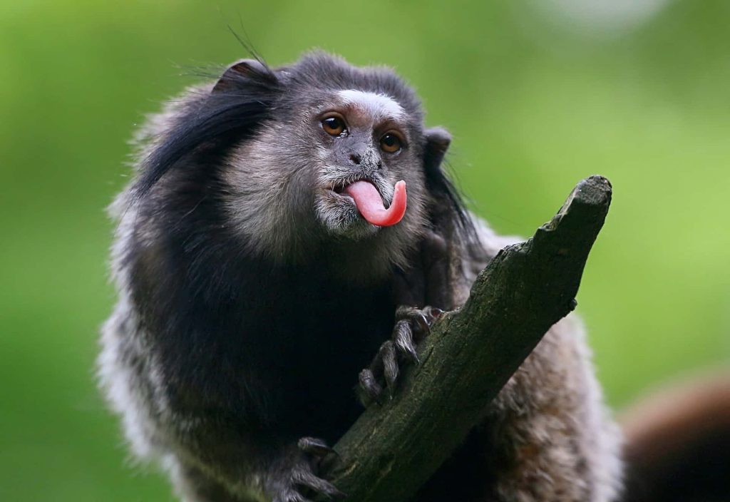 100+ Best Goofy Ahh Monkey, Images, Pfp, Pics & Wallpapers