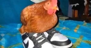 30+ Goofy Ahh PFP, Meme, Pictures, Funny, and Wallpapers